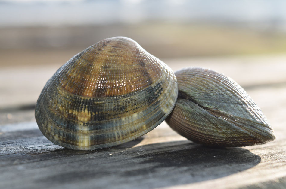 Palourdes Japonaise - 2 kg