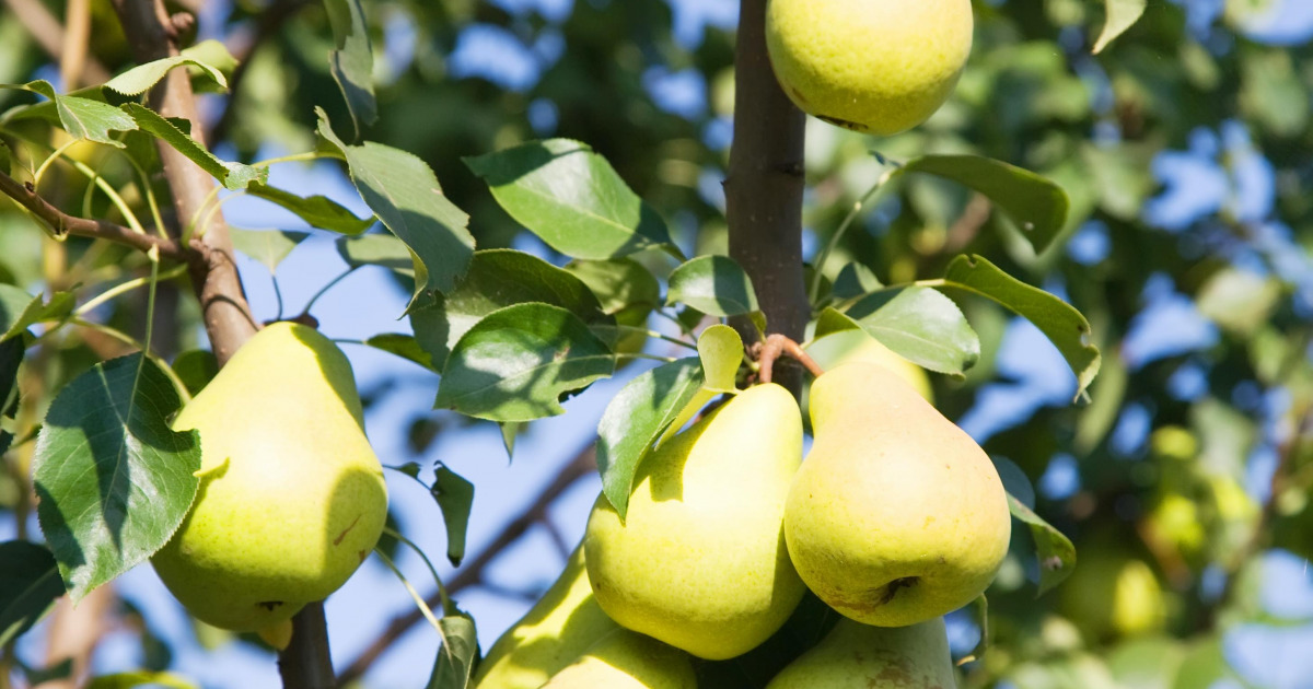 Poire william bio - 1kg