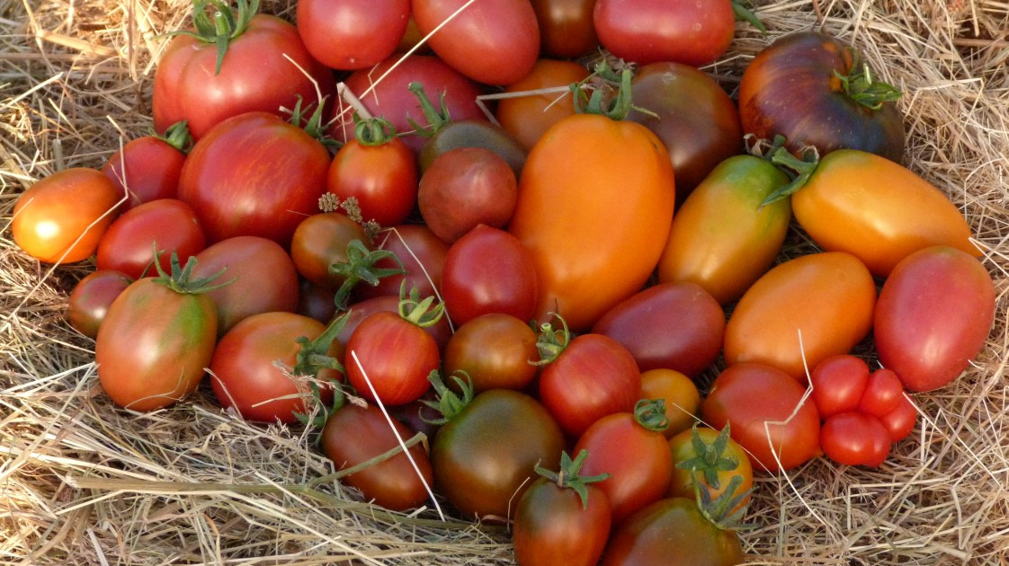 Tomates - Variétés diverses - 1kg