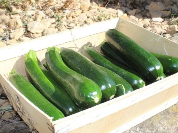 Courgettes 1kg