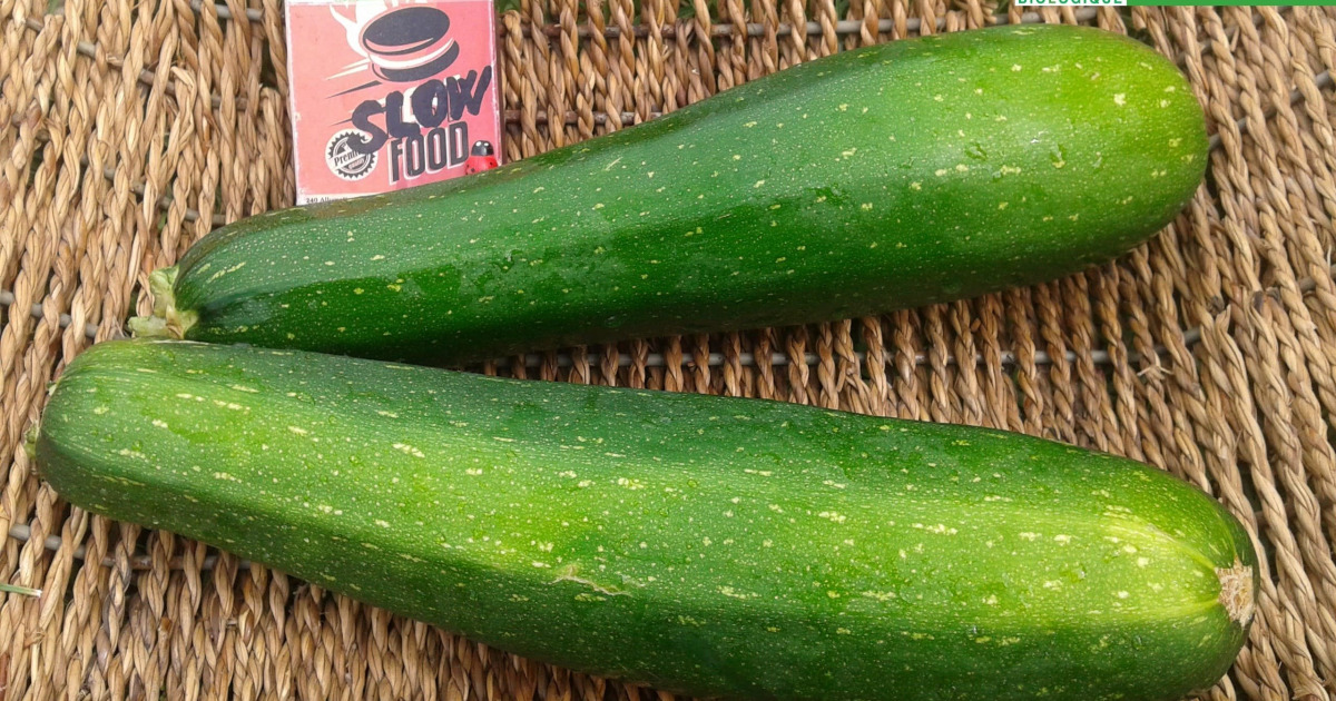 Courgette verte longue - 1kg