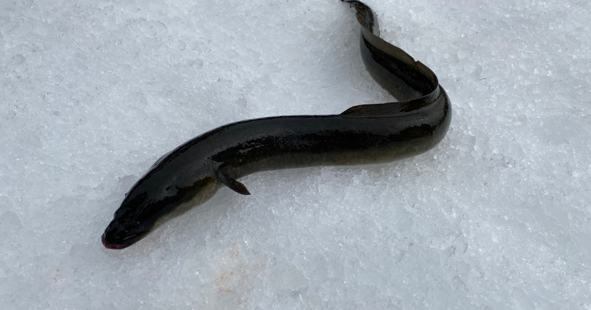 Anguille Jaune Sauvage - Pièce De 1.2kg - Entière