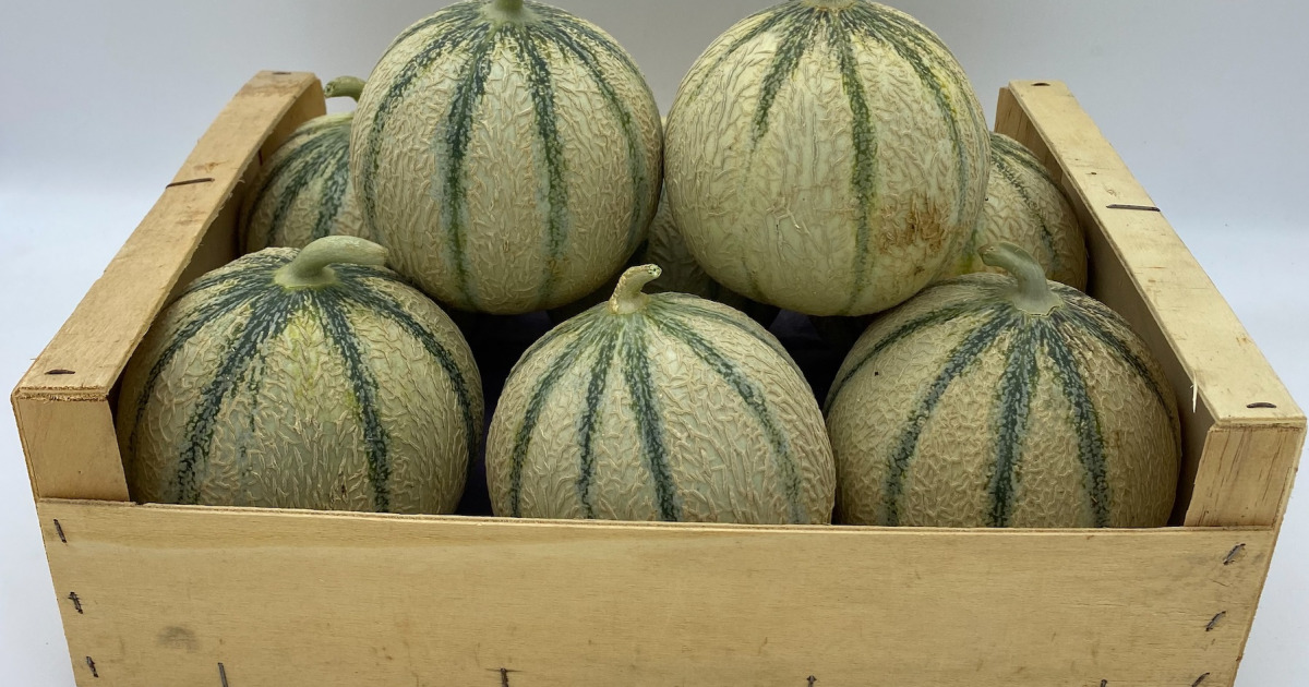 Melon