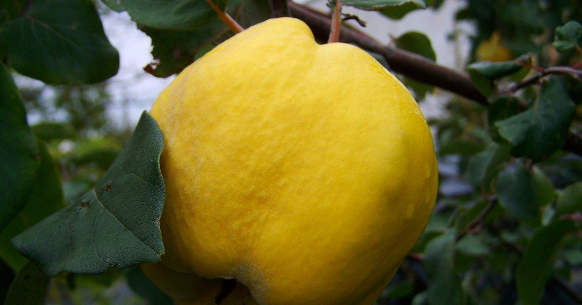 Coings – chair dorée, parfum d’automne