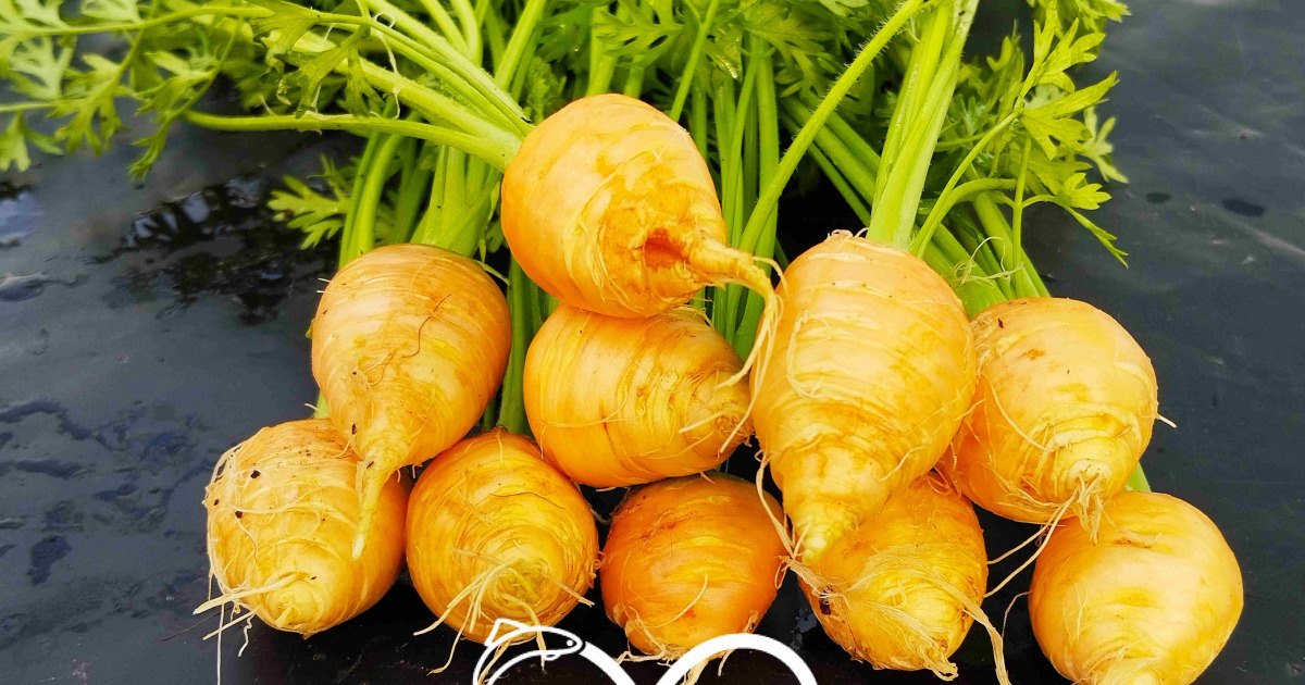 Mini-carottes Marché de Paris — tendresse gastronomique