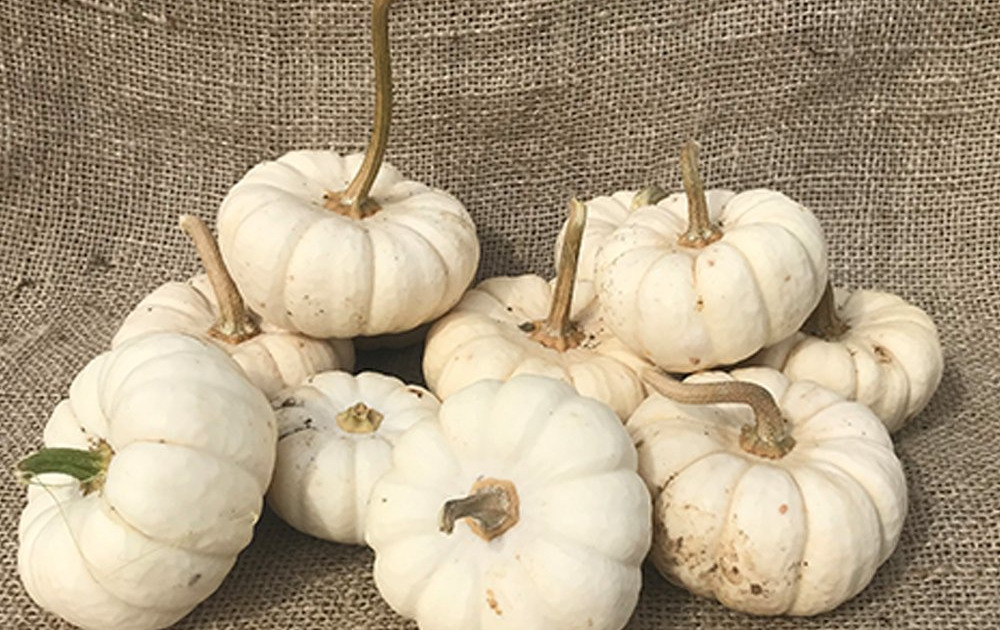 Courge Petite Blanche Baby Boo