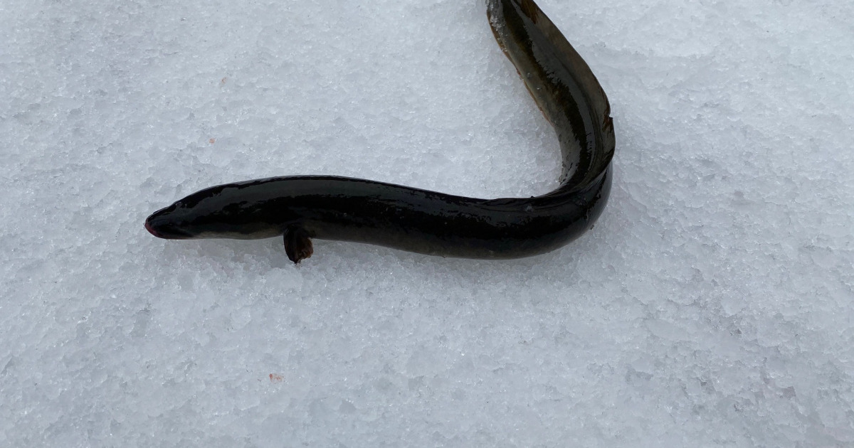 Anguille Jaune Sauvage - Pièce De 600g - Entière