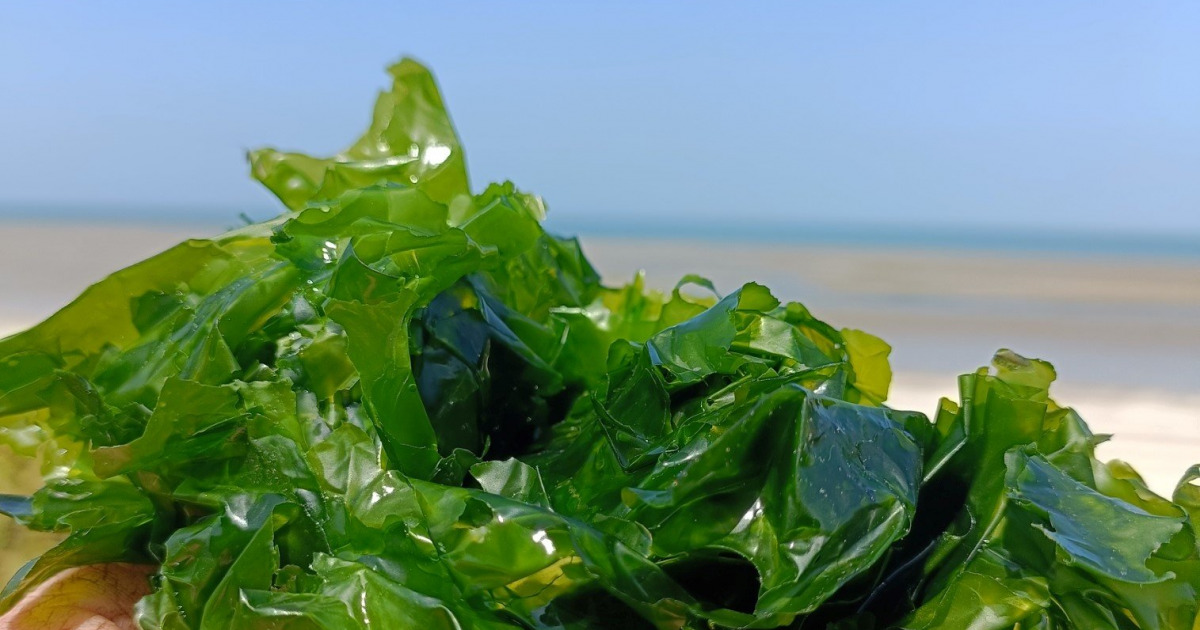 Algue fraiche (laitue de mer) : Ulva 450g