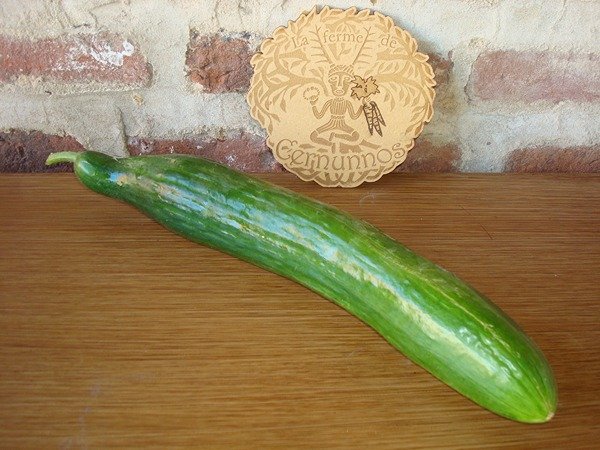 Concombre long bio - 300g