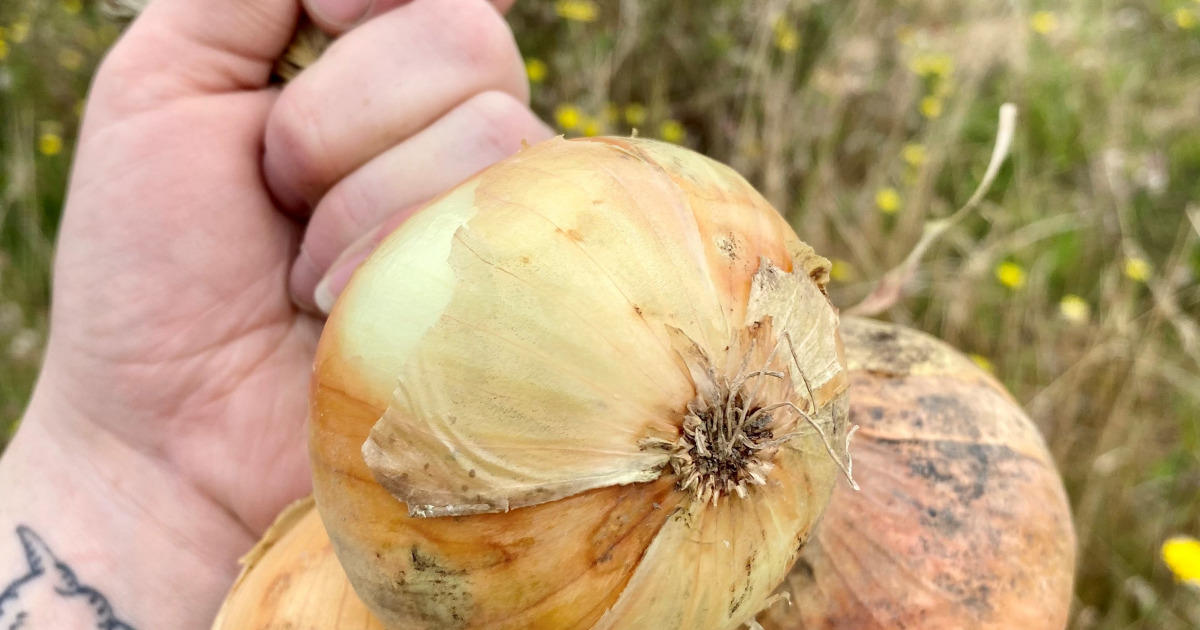 Oignons Jaunes BIO 2kg