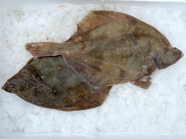 Carrelet – Lot 1kg (400 G À 600 G)