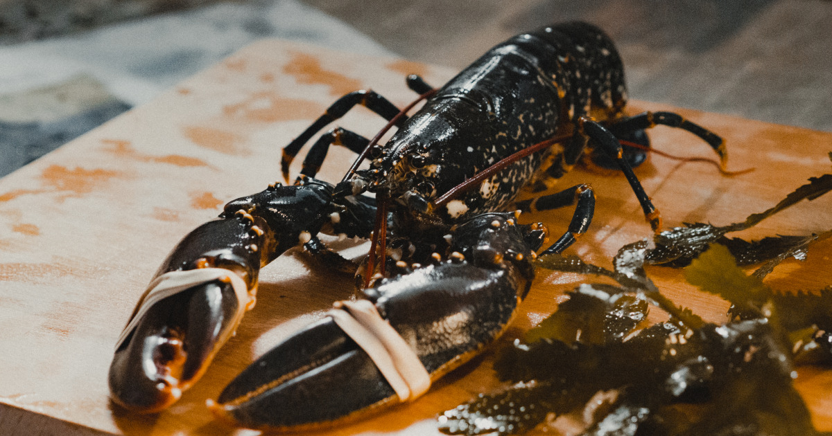 Homard Vivant Normandie - 500 g