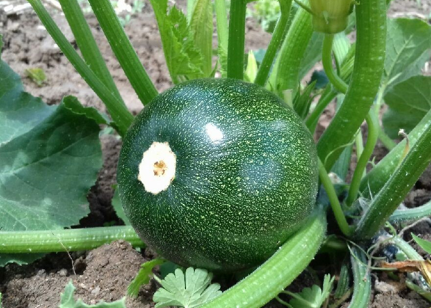 Courgettes rondes Eight Ball, 3 kg