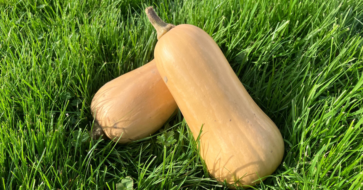 Butternut - 1 kg