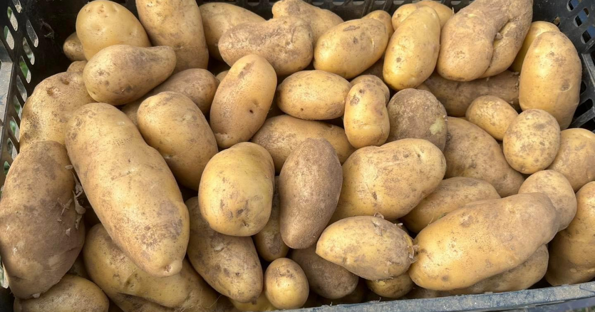 Pomme de terre Variété Mona Lisa bio x10kg