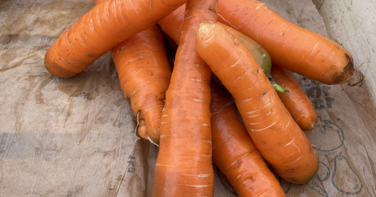 Carotte orange