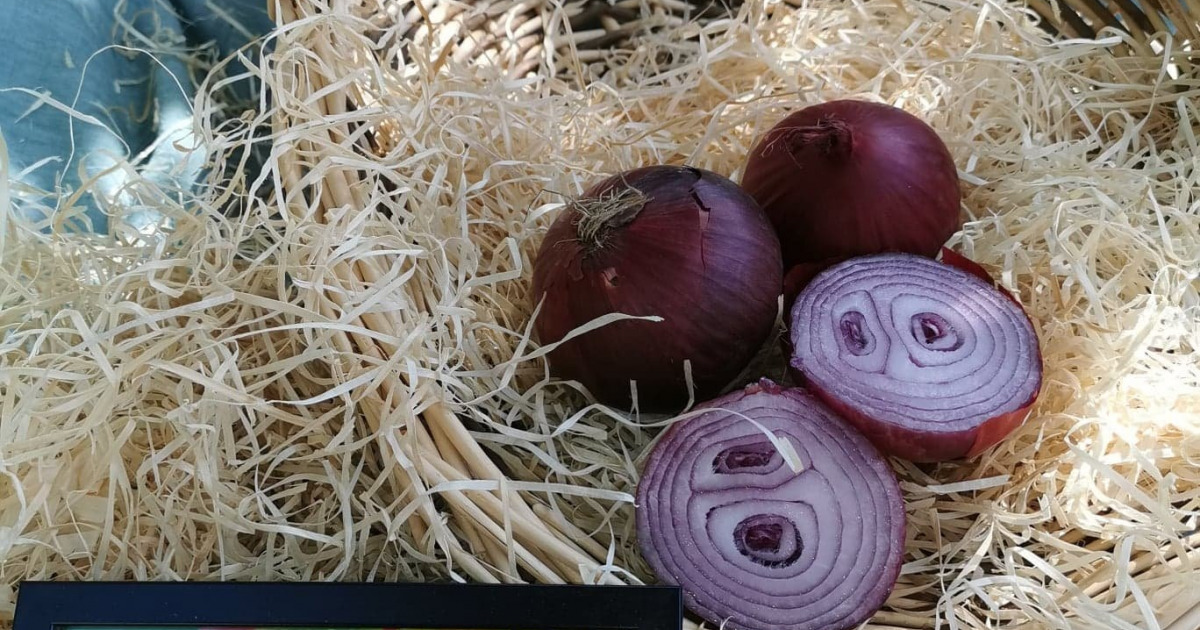 Oignon rouge bio x 5 kg