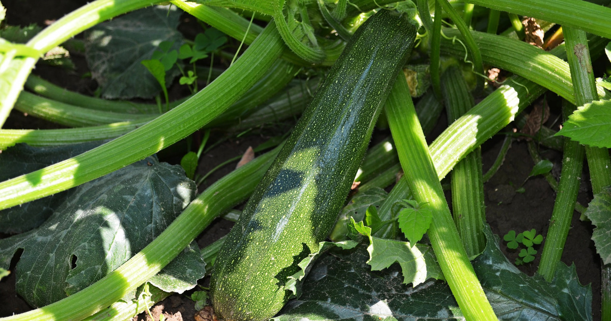courgette 500g
