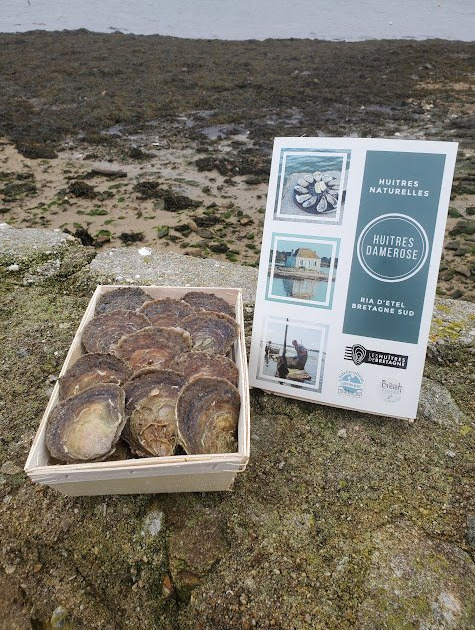 Huitres Plates calibre TTG (n°000) - 4 douzaines (50 pièces)