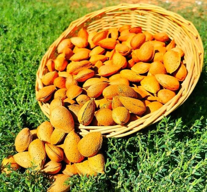 Amandes en coque Bio - 1kg