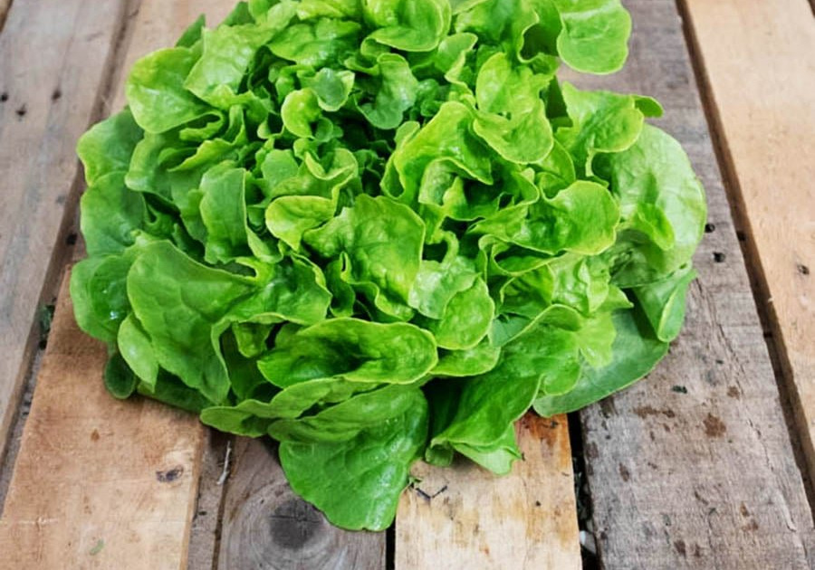 Lot De 2 Salade Batavia Verte Bio x 3