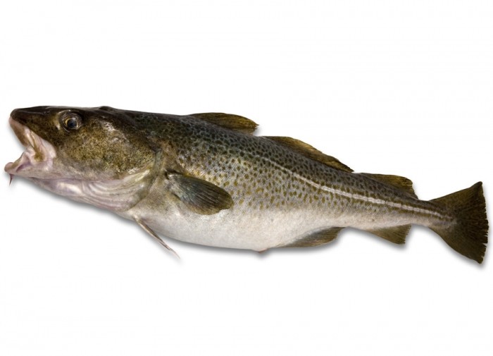 Cabillaud Entier Vidé - Pièce De 2.5kg