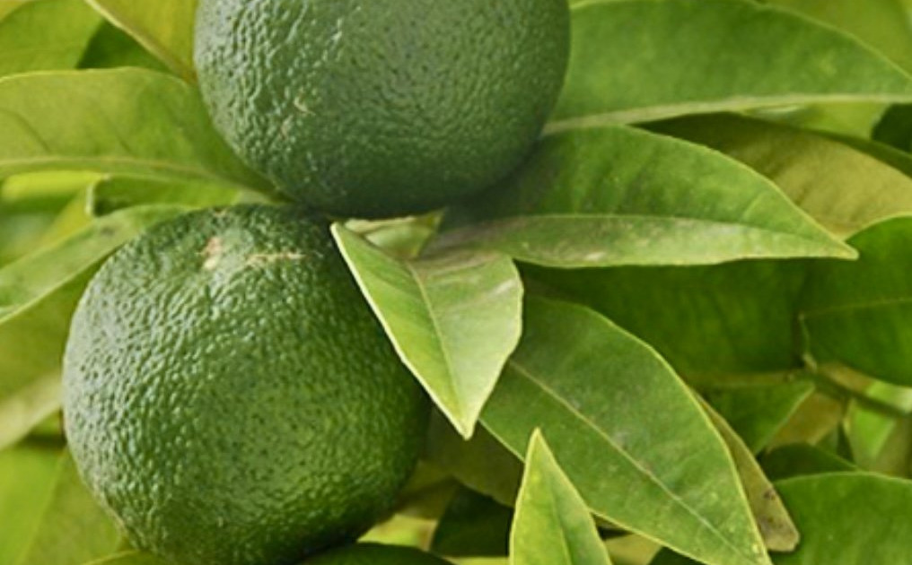CITRON VERT 1kg