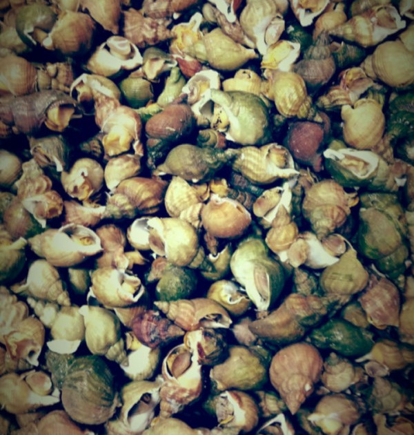 Bulots - Barquette de 1 kg