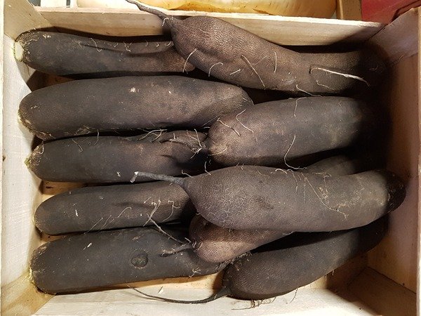 Radis noir long - 10 pièces (environ 4 à 5 kg)