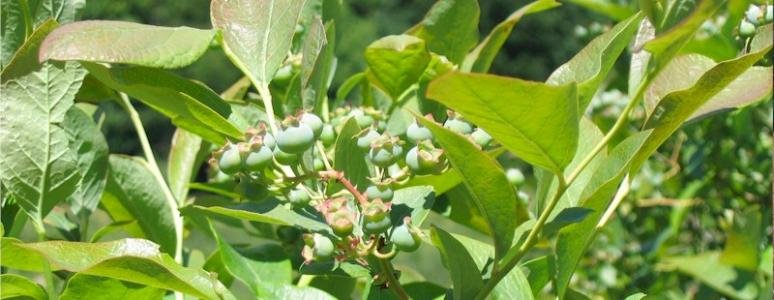 La Ferme des petits fruits