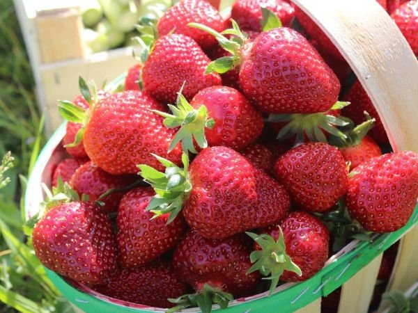 Fraise Cléry du Vaucluse 3kg