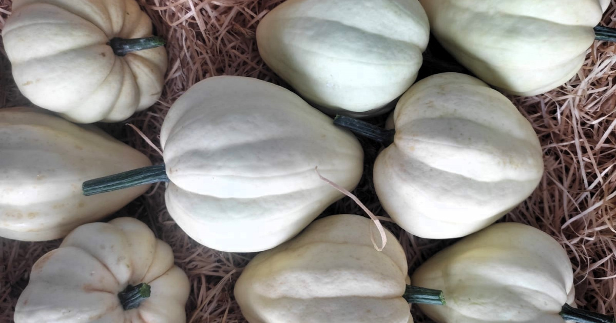 Courge Blanche Acorn Thelma Sanders