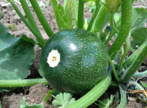 Courgettes rondes Eight Ball, 3 kg