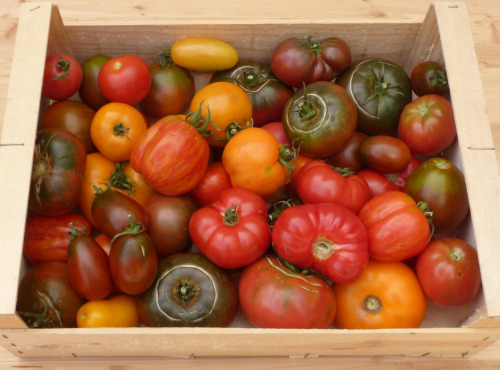 Tomates calibre moyen - 500 g